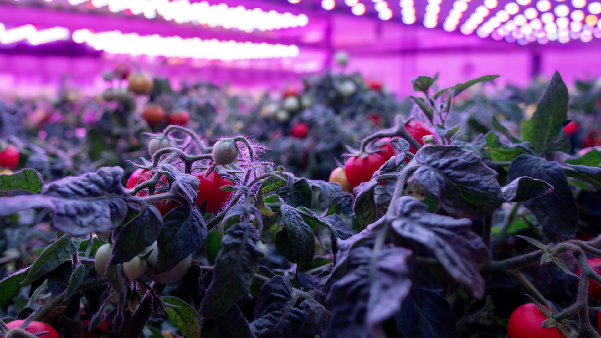 Nursery Growers | Intelligent Growth Solutions Nursery Growers | Intelligent Growth Solutions